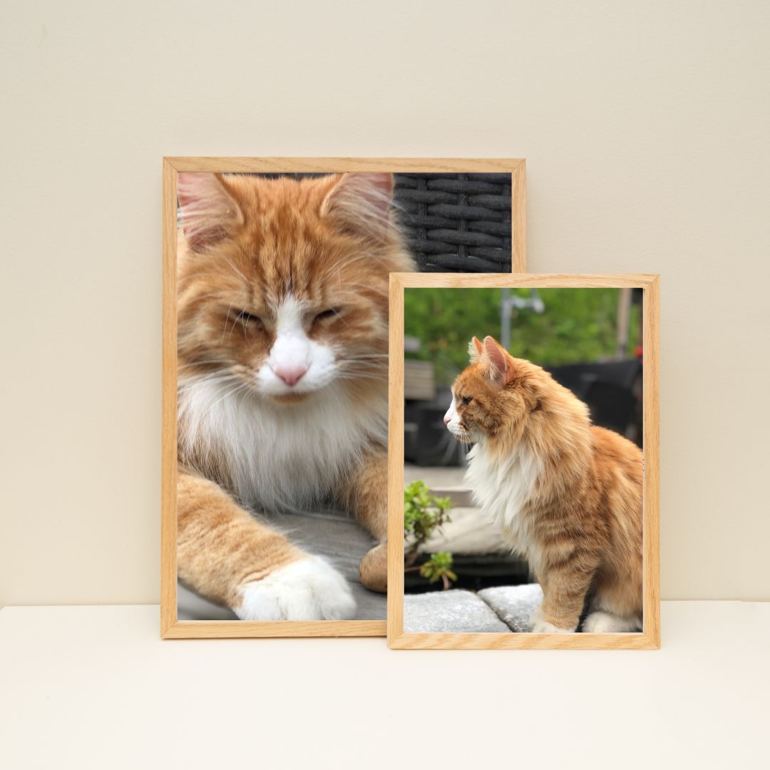 Kjøp Ramme Lysne Eik Pleksi – Elegant & Sikker | Elite Foto